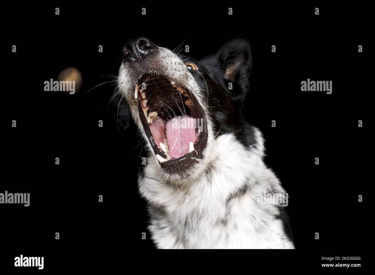 male Border Collie Stock Photo - Alamy