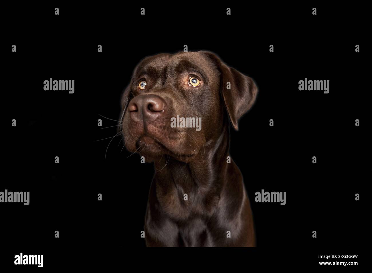 male Labrador Retriever Stock Photo - Alamy