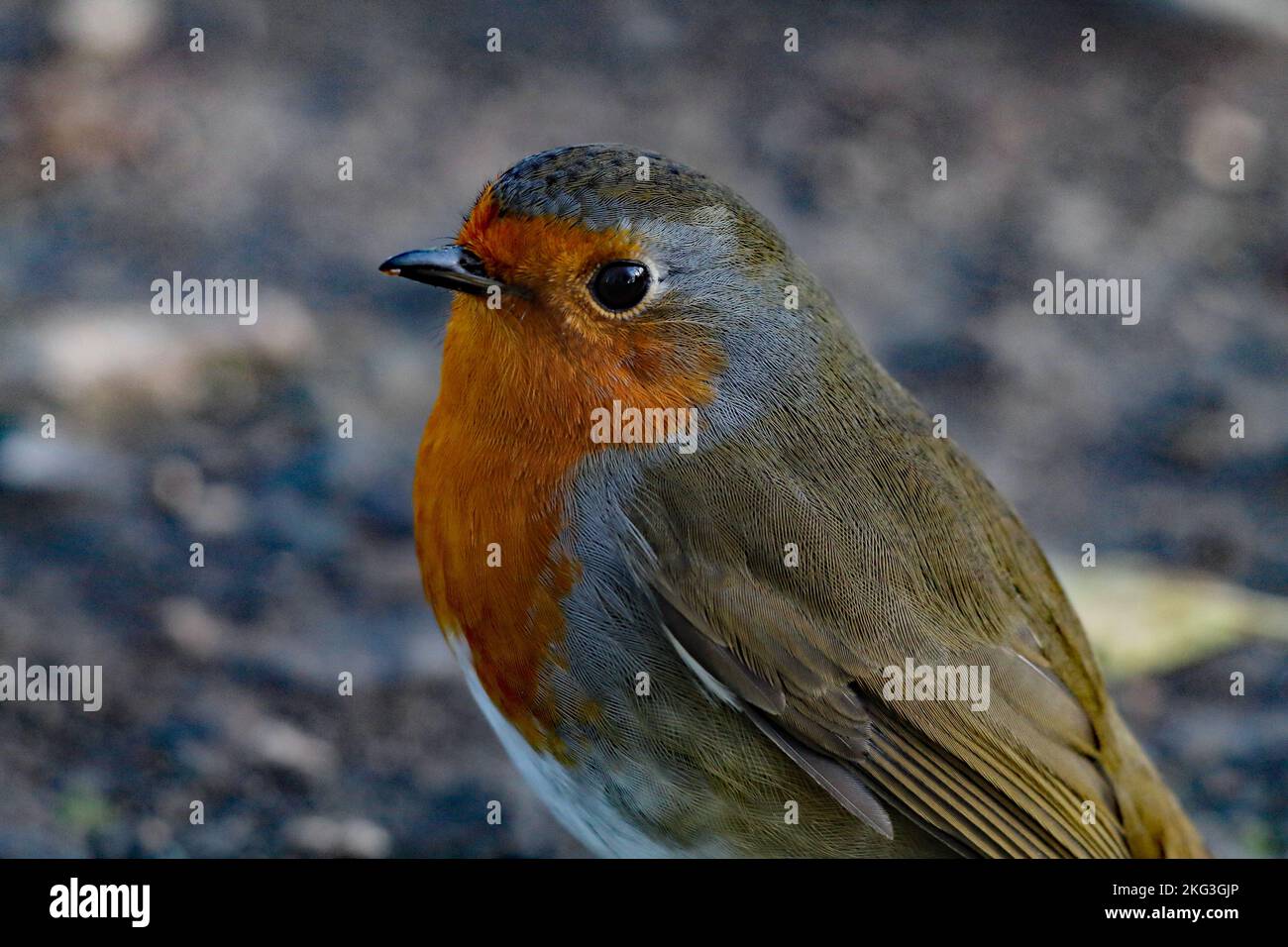 Robin front hi-res stock photography and images - Alamy