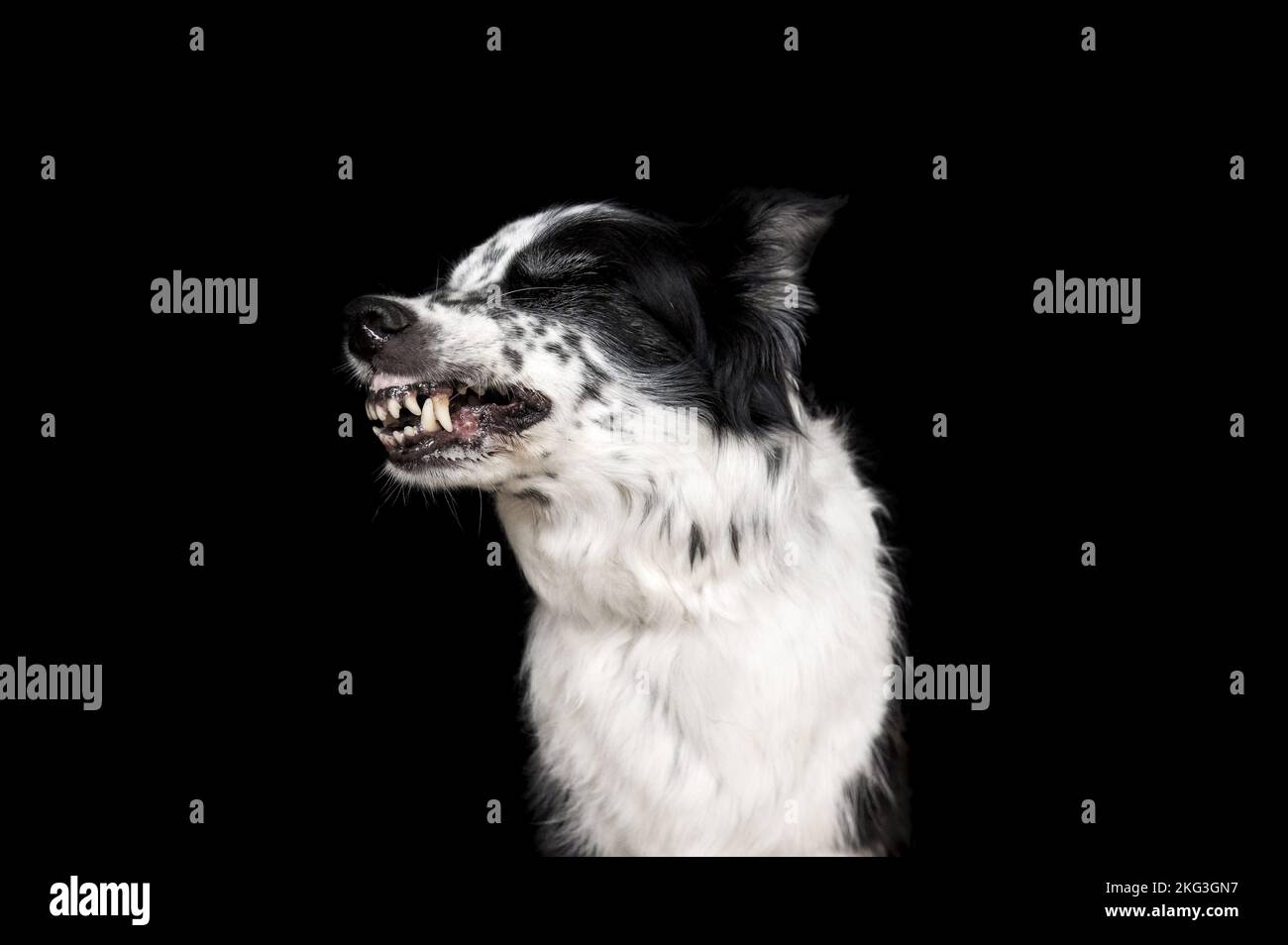 female Border Collie Stock Photo - Alamy