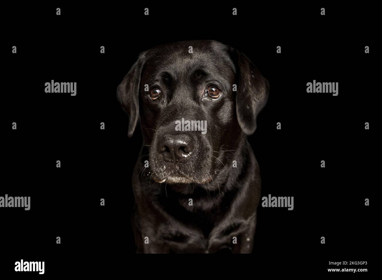 male Labrador Retriever Stock Photo - Alamy