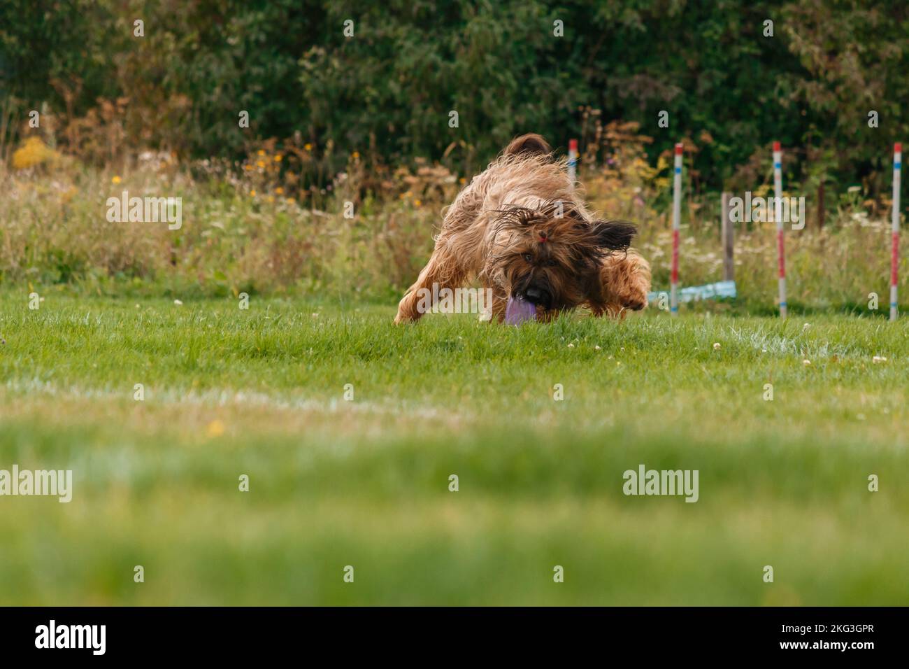 Dog catching flying disk in jump, pet playing outdoors in a park ...