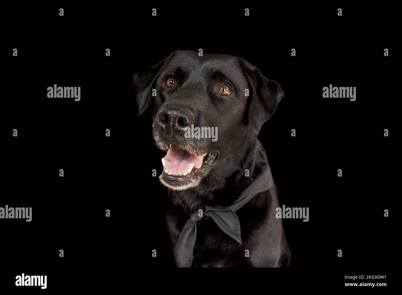 female Labrador Retriever Stock Photo - Alamy