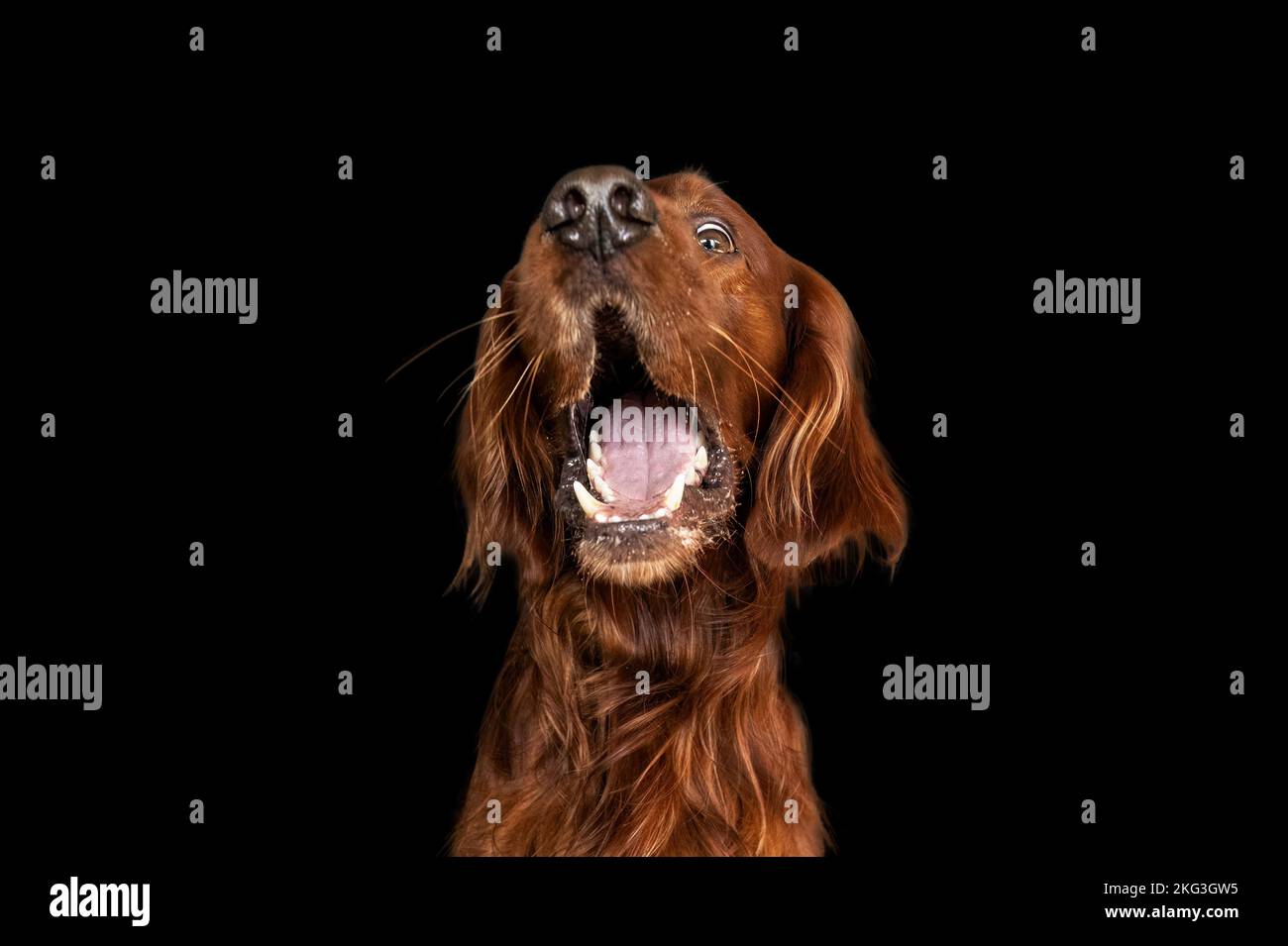 Irish Red Setter Portrait Stock Photo - Alamy