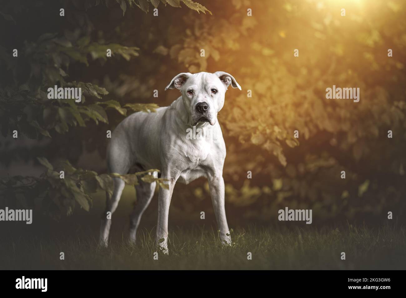 Dogo argentino standing hi-res stock photography and images - Alamy