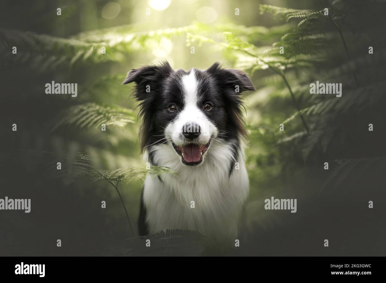 male Border Collie Stock Photo - Alamy