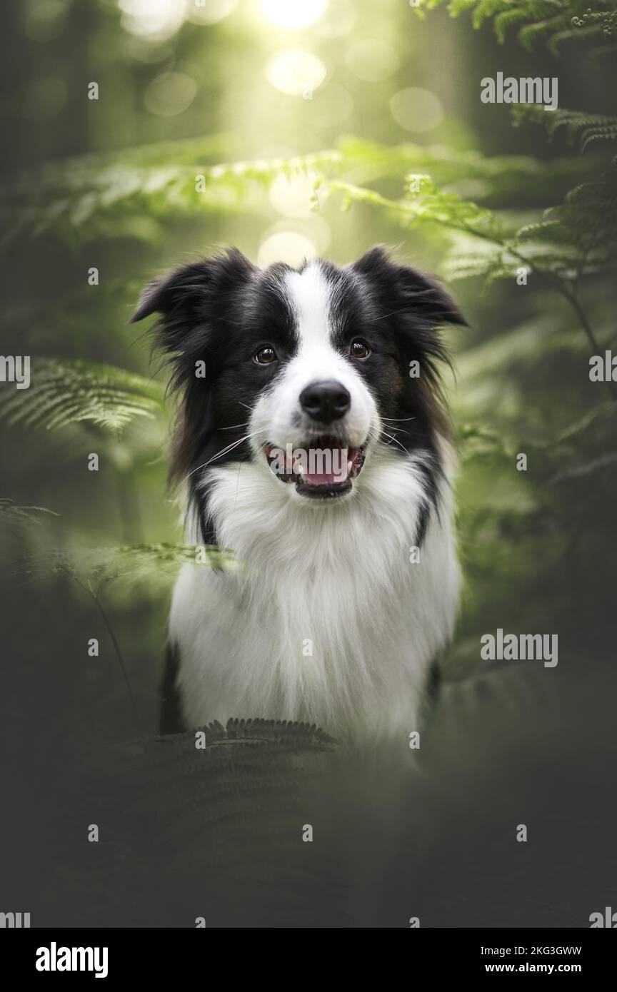male Border Collie Stock Photo - Alamy