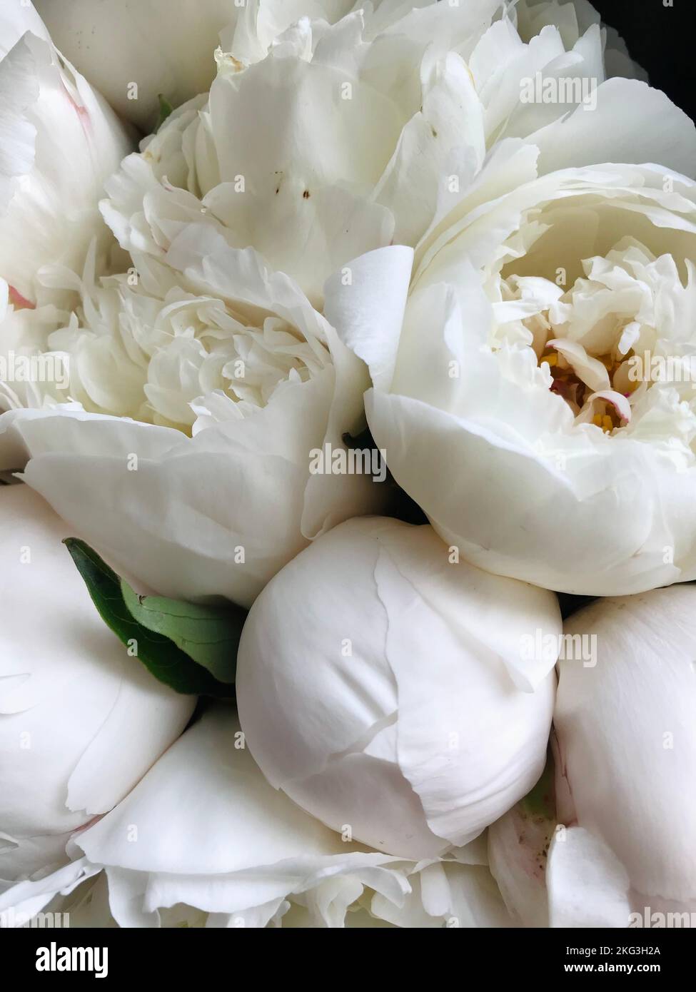 A vertical shot of white Peony Roses bouquet in a daylight Stock Photo ...