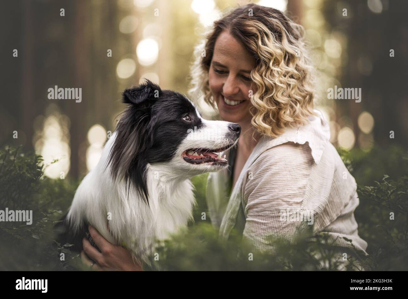 male Border Collie Stock Photo - Alamy
