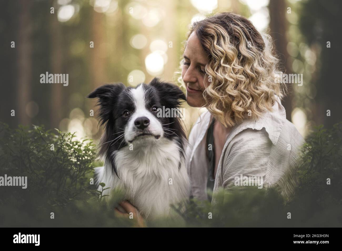 male Border Collie Stock Photo - Alamy
