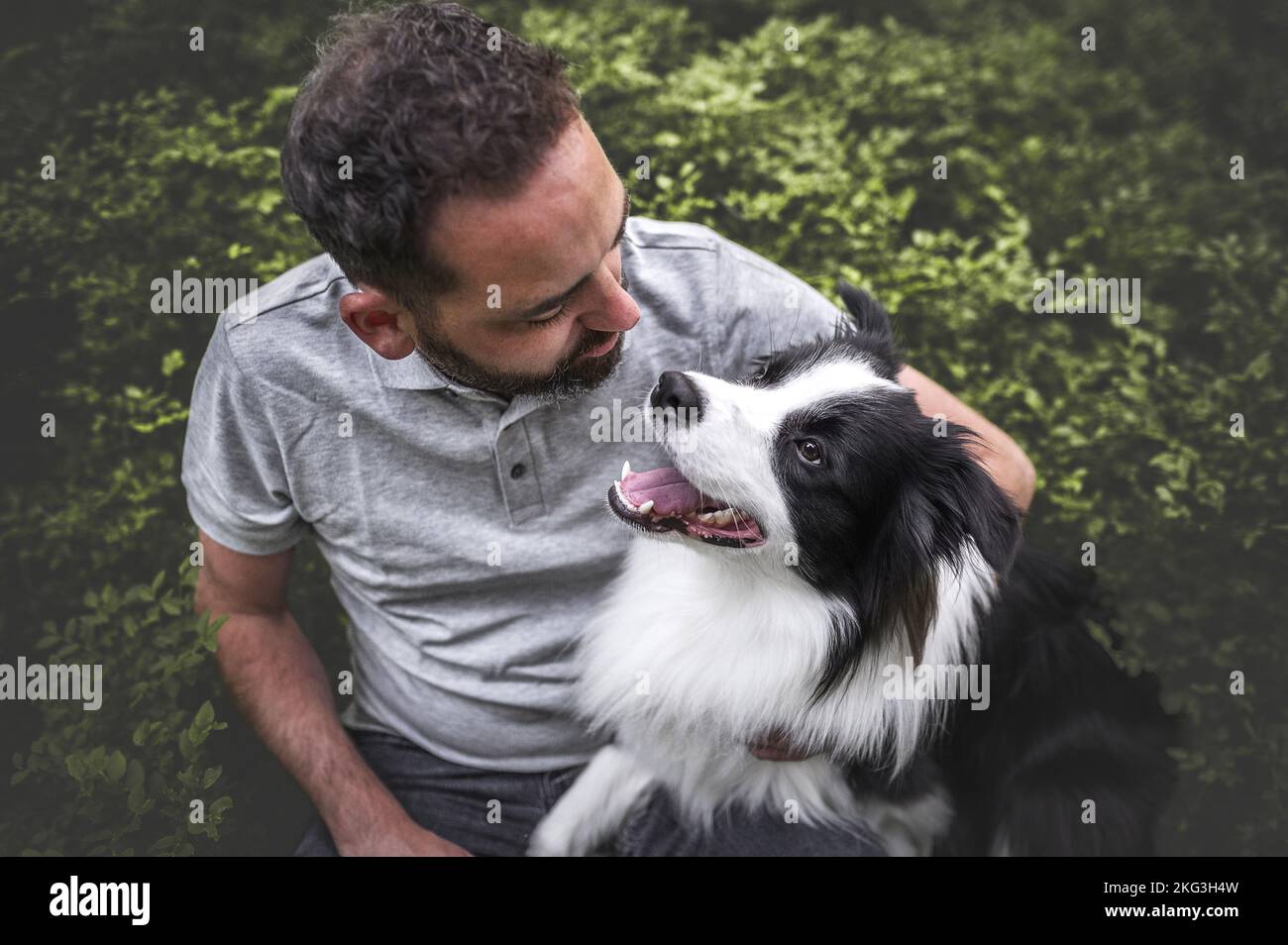 male Border Collie Stock Photo - Alamy