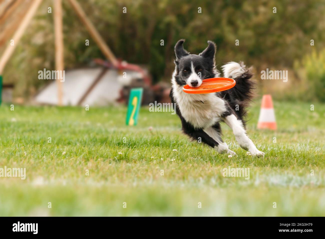 Dog catching flying disk in jump, pet playing outdoors in a park ...
