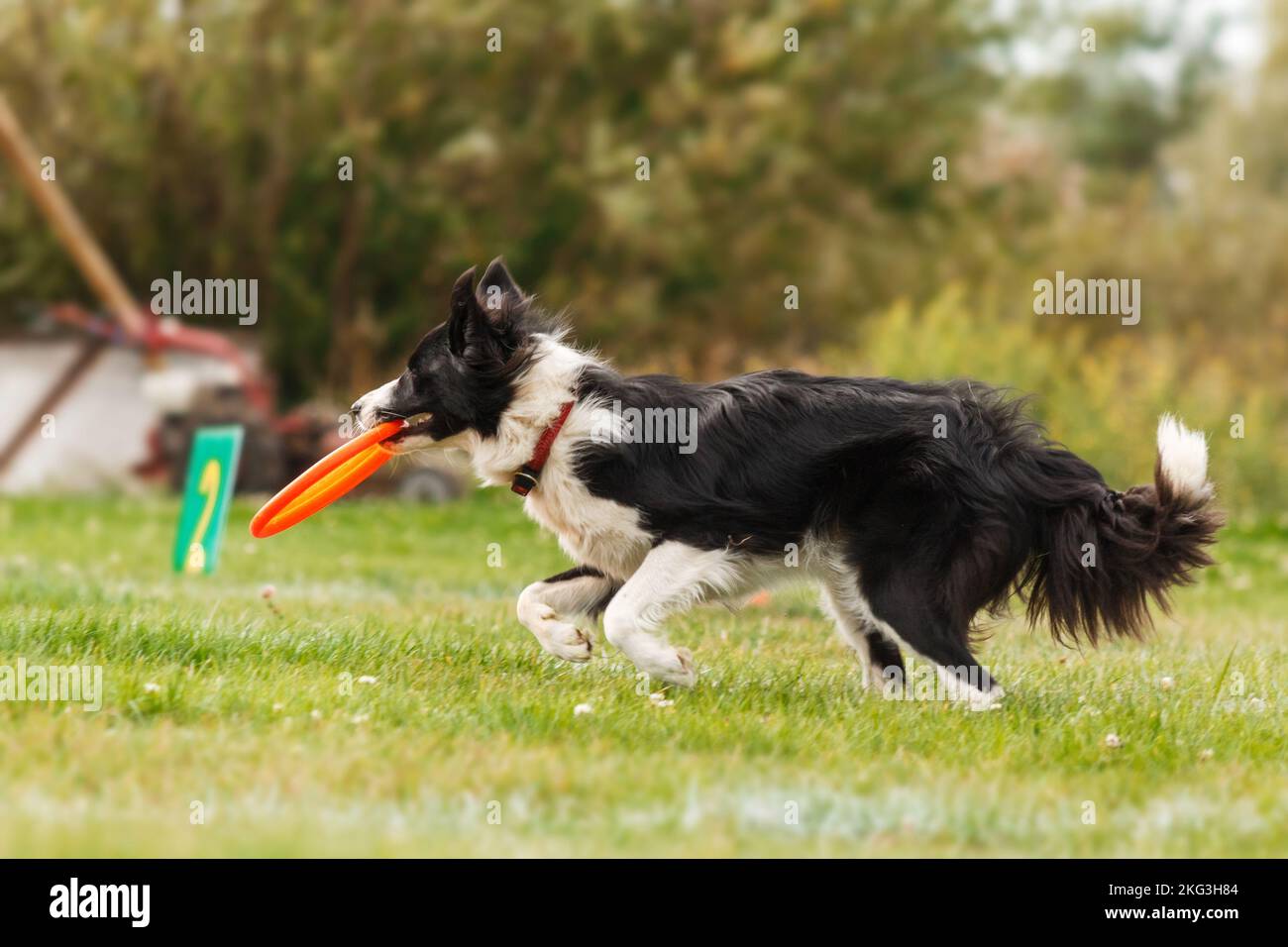 Dog catching flying disk in jump, pet playing outdoors in a park ...