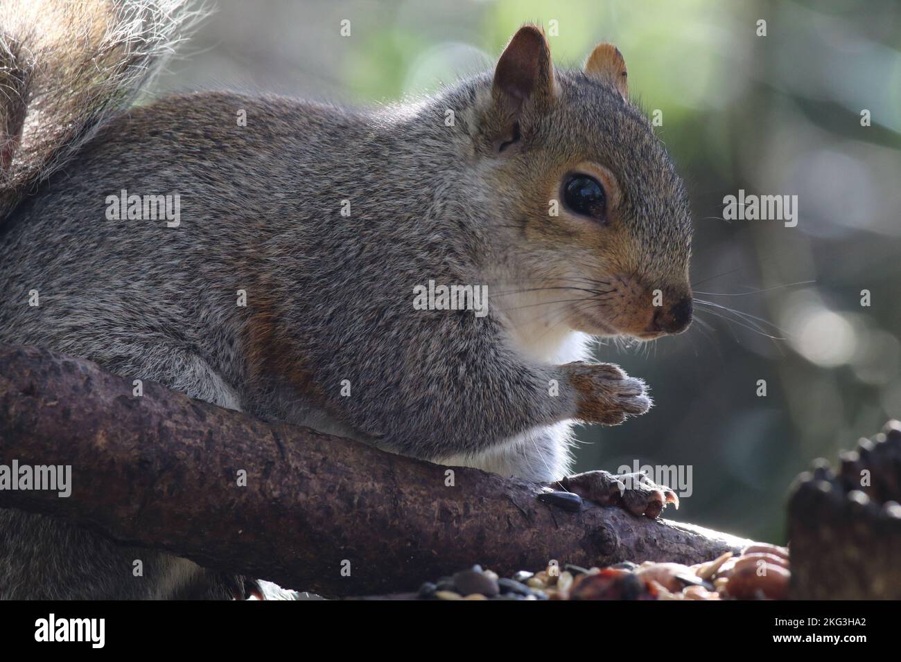 A wild grey squirrel hunting and foraging the the forest. The squirrel ...