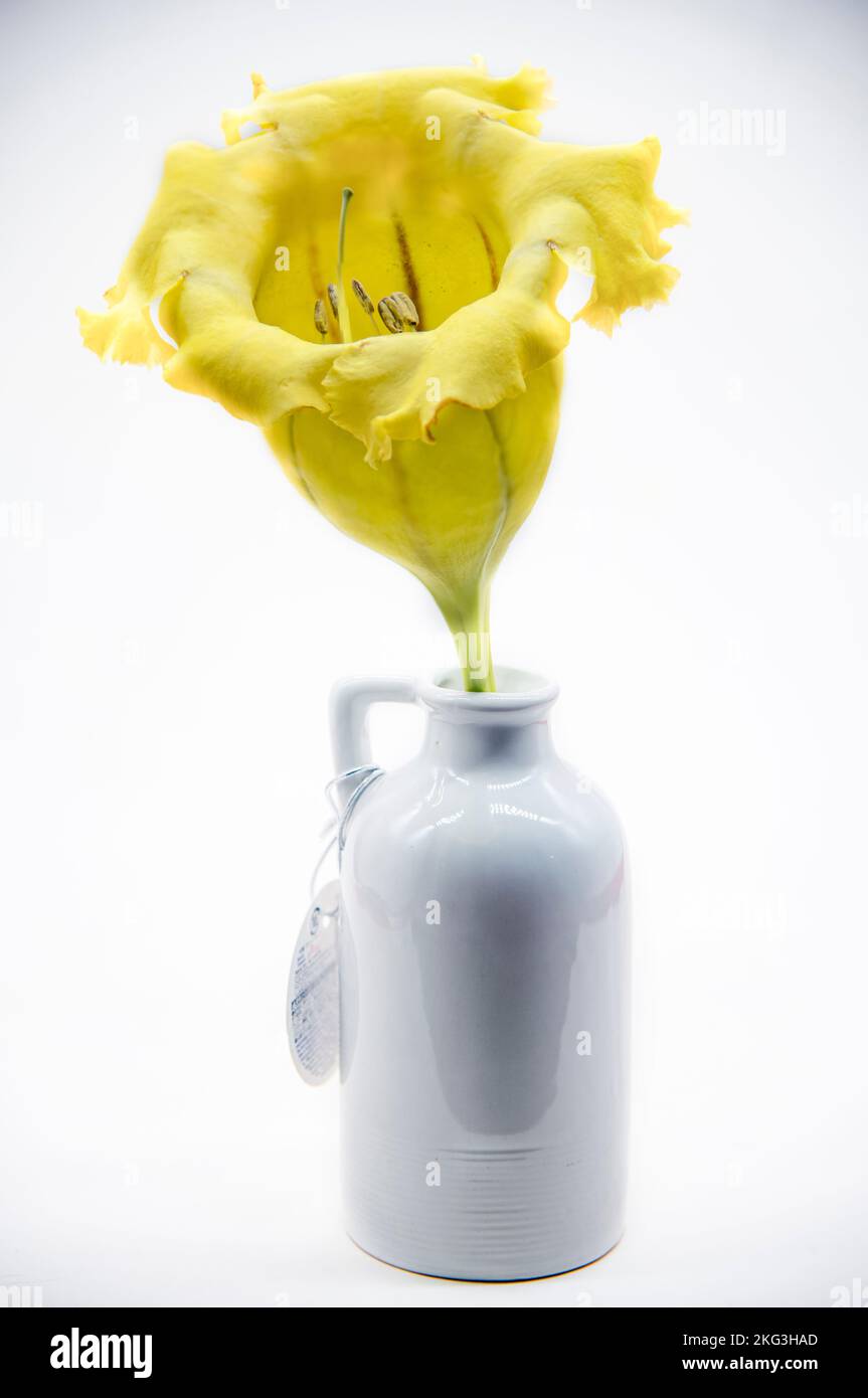 Solandra maxima is a flowering plant in the Solanaceae family. It has ...