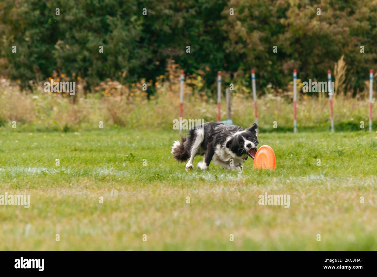 Dog catching flying disk in jump, pet playing outdoors in a park ...