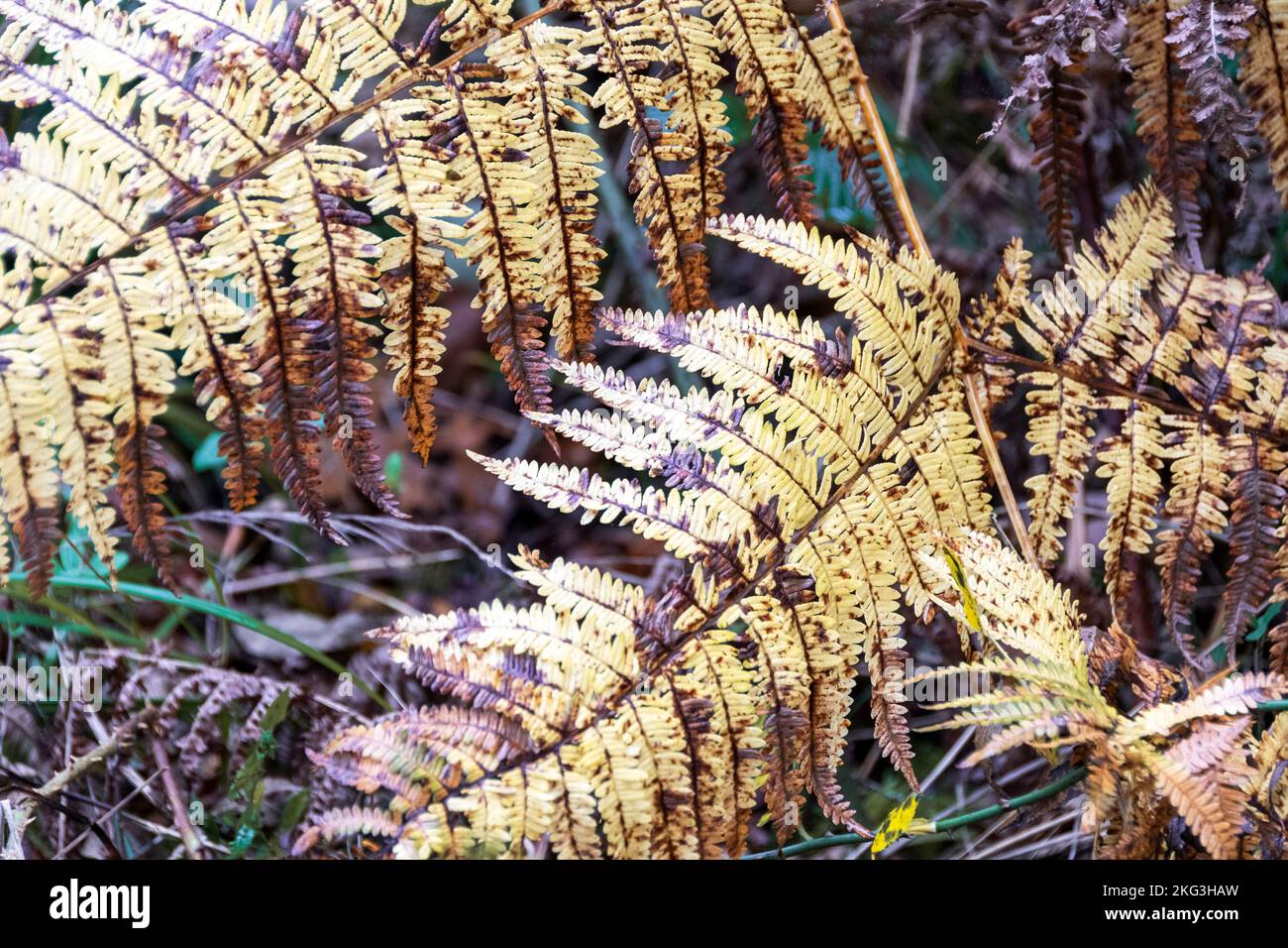 Ferns in the Autumn as they change color and decay Stock Photo - Alamy