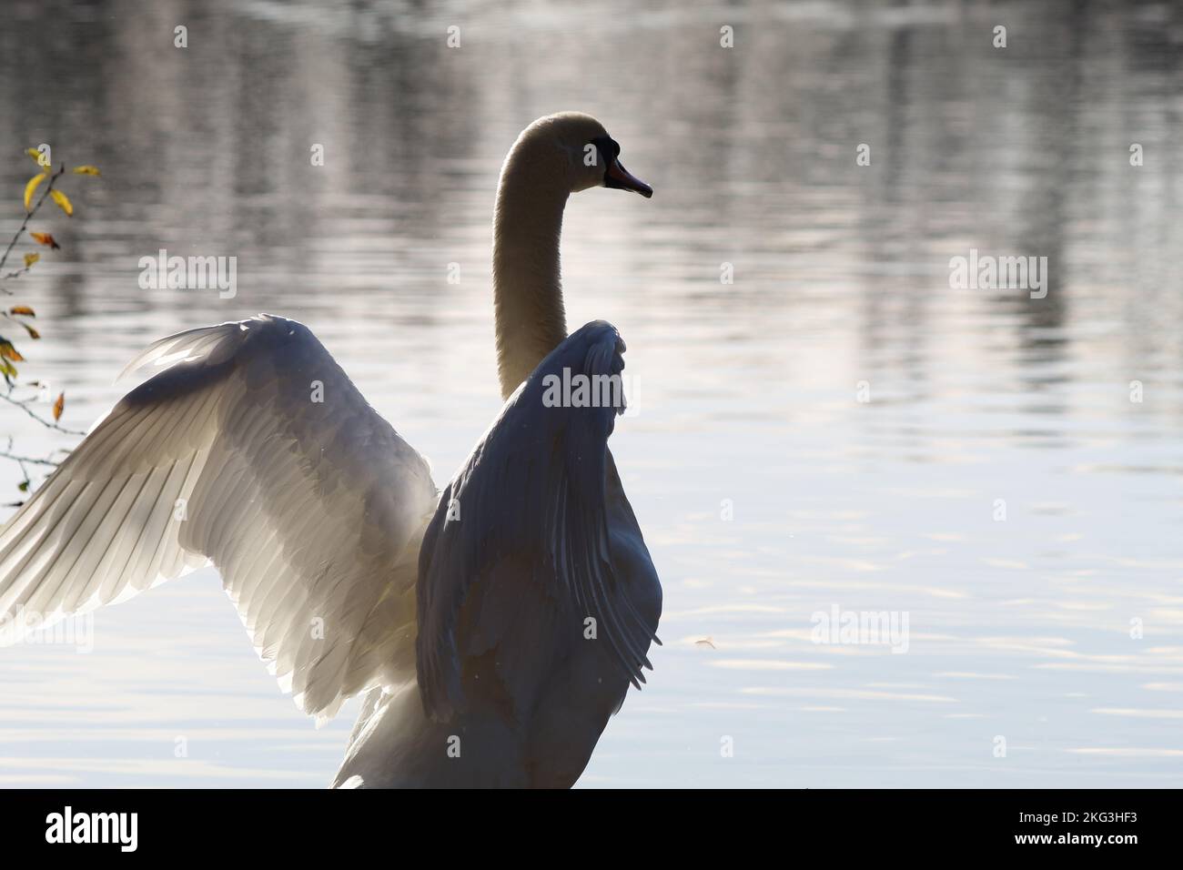 A beautiful and elegant white swan standing tall with their wings ...