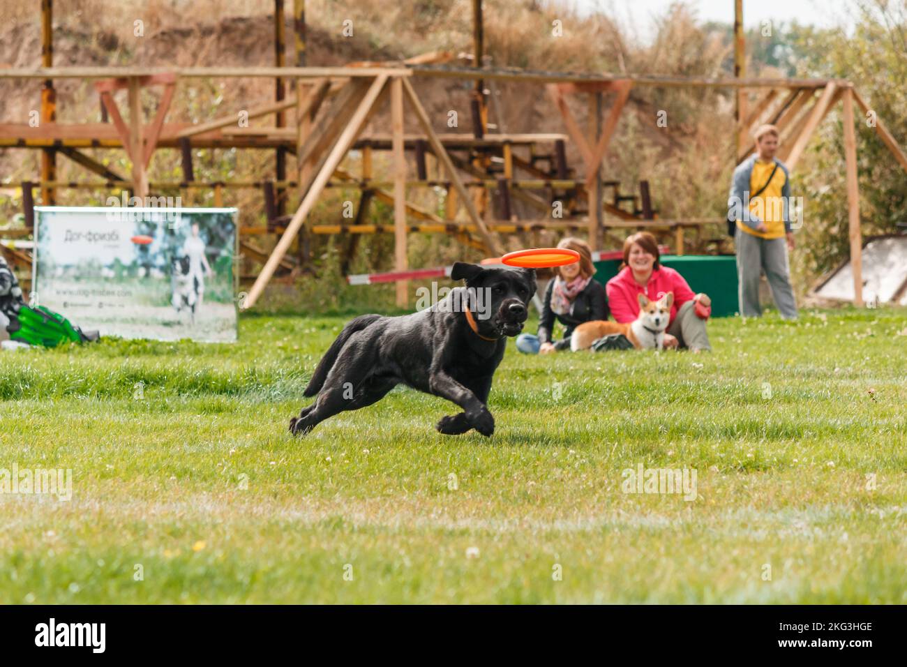 Dog catching flying disk in jump, pet playing outdoors in a park ...