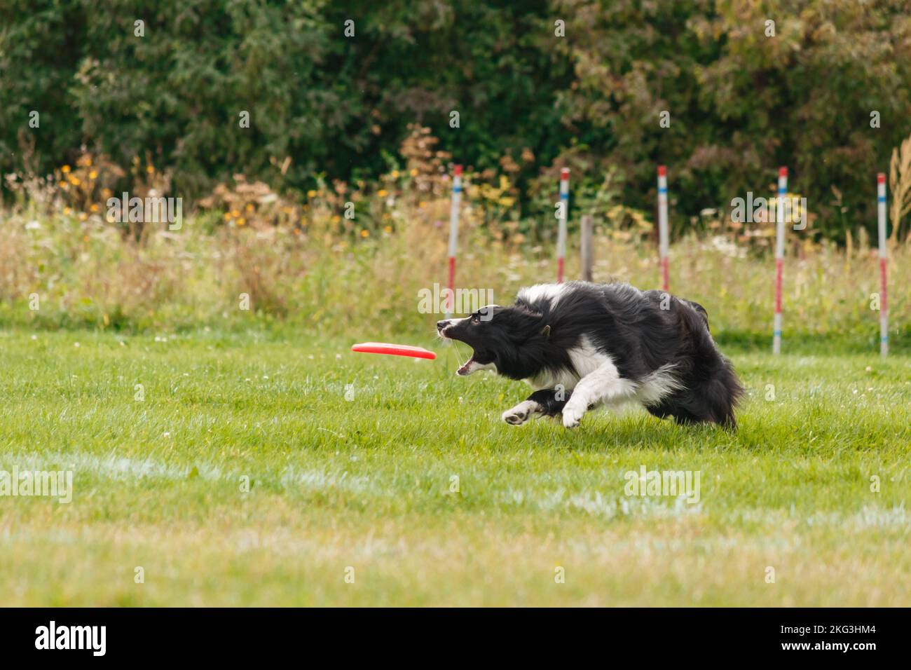 Dog catching flying disk in jump, pet playing outdoors in a park ...