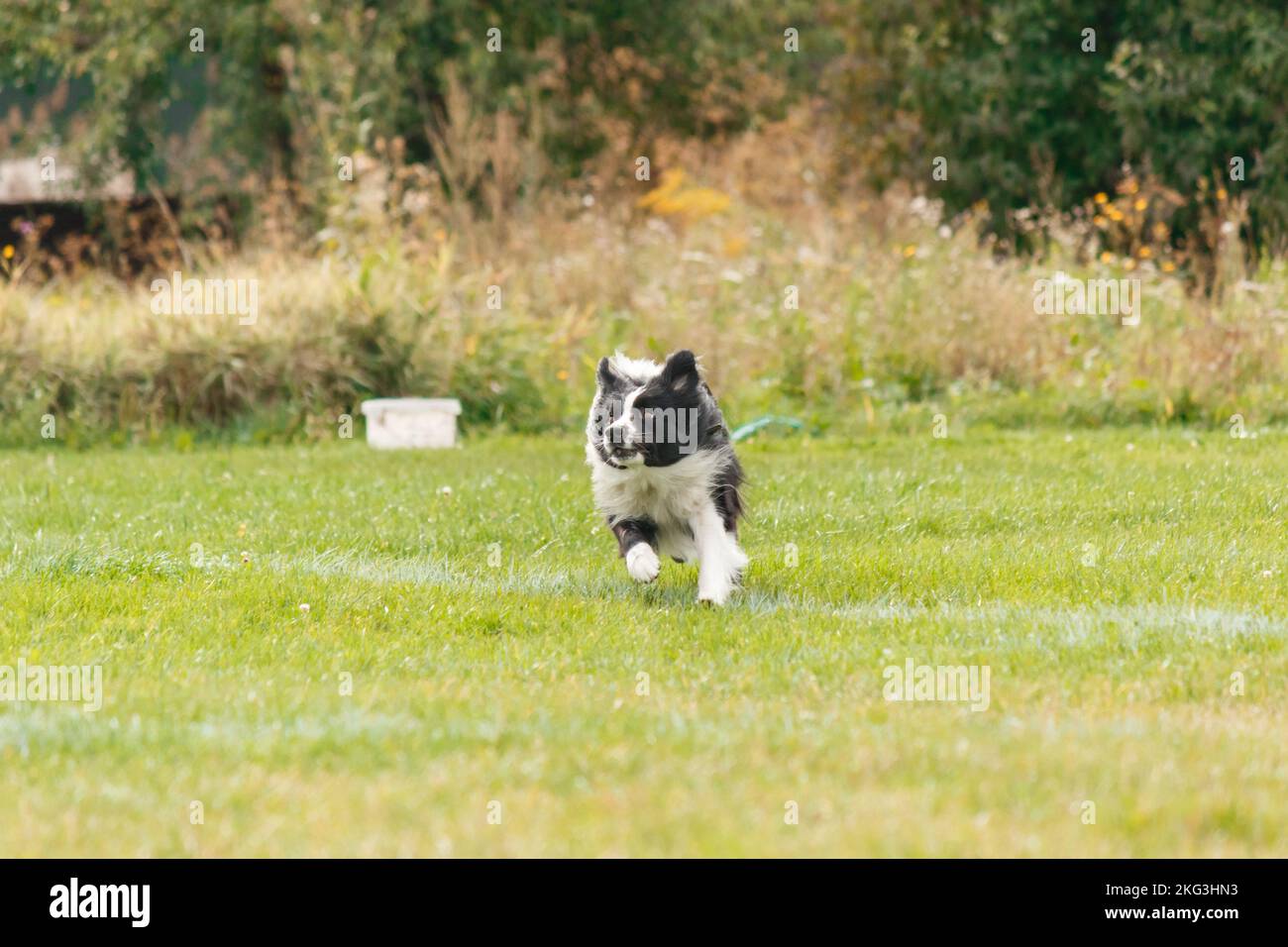 Dog catching flying disk in jump, pet playing outdoors in a park ...