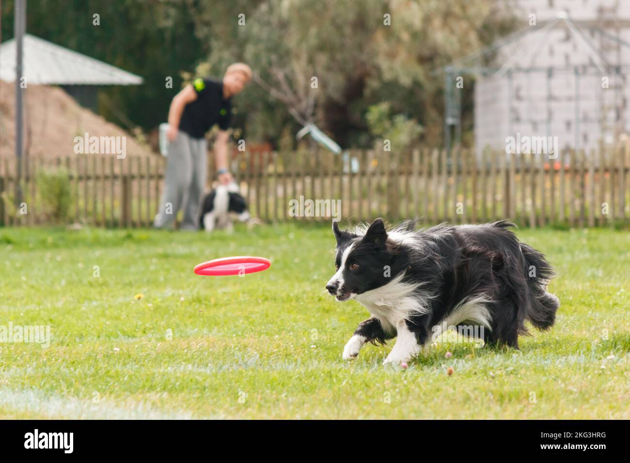 Dog catching flying disk in jump, pet playing outdoors in a park ...