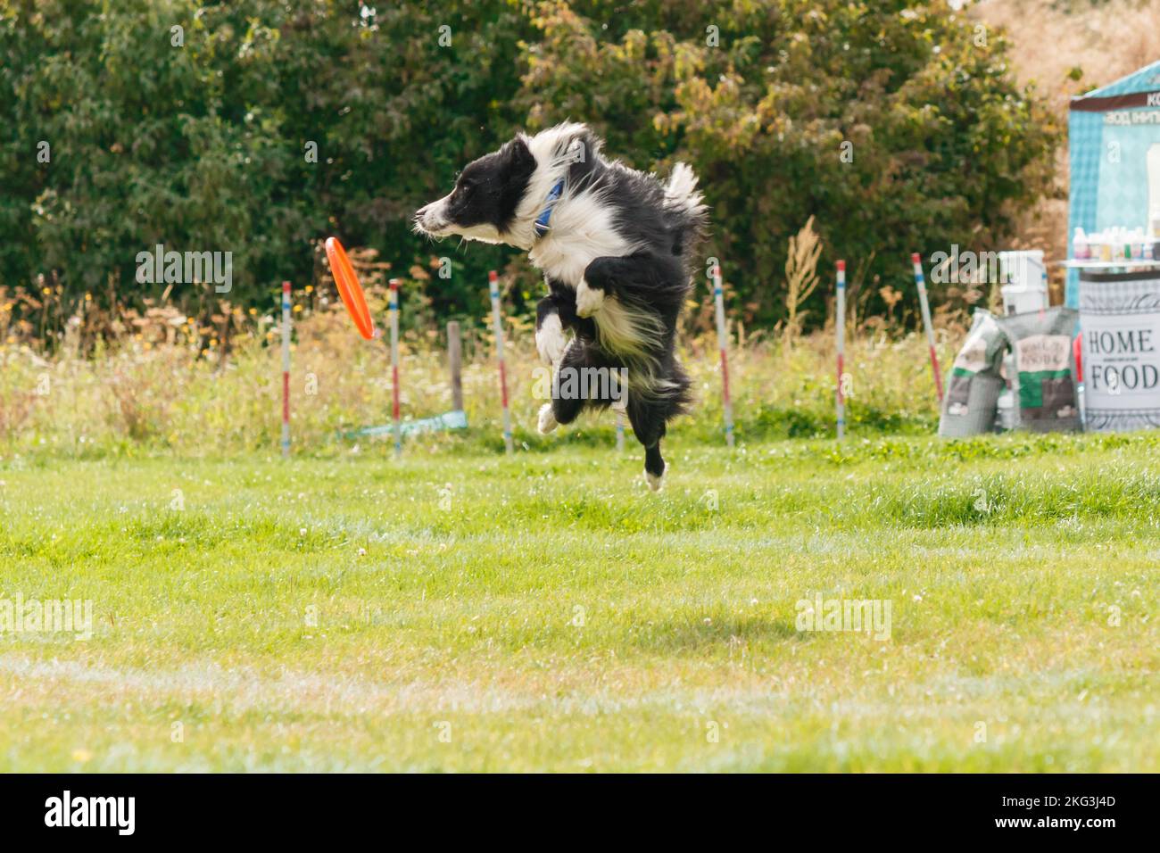 Dog catching flying disk in jump, pet playing outdoors in a park ...
