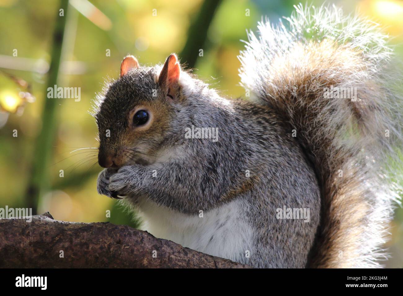 A wild grey squirrel hunting and foraging the the forest. The squirrel ...