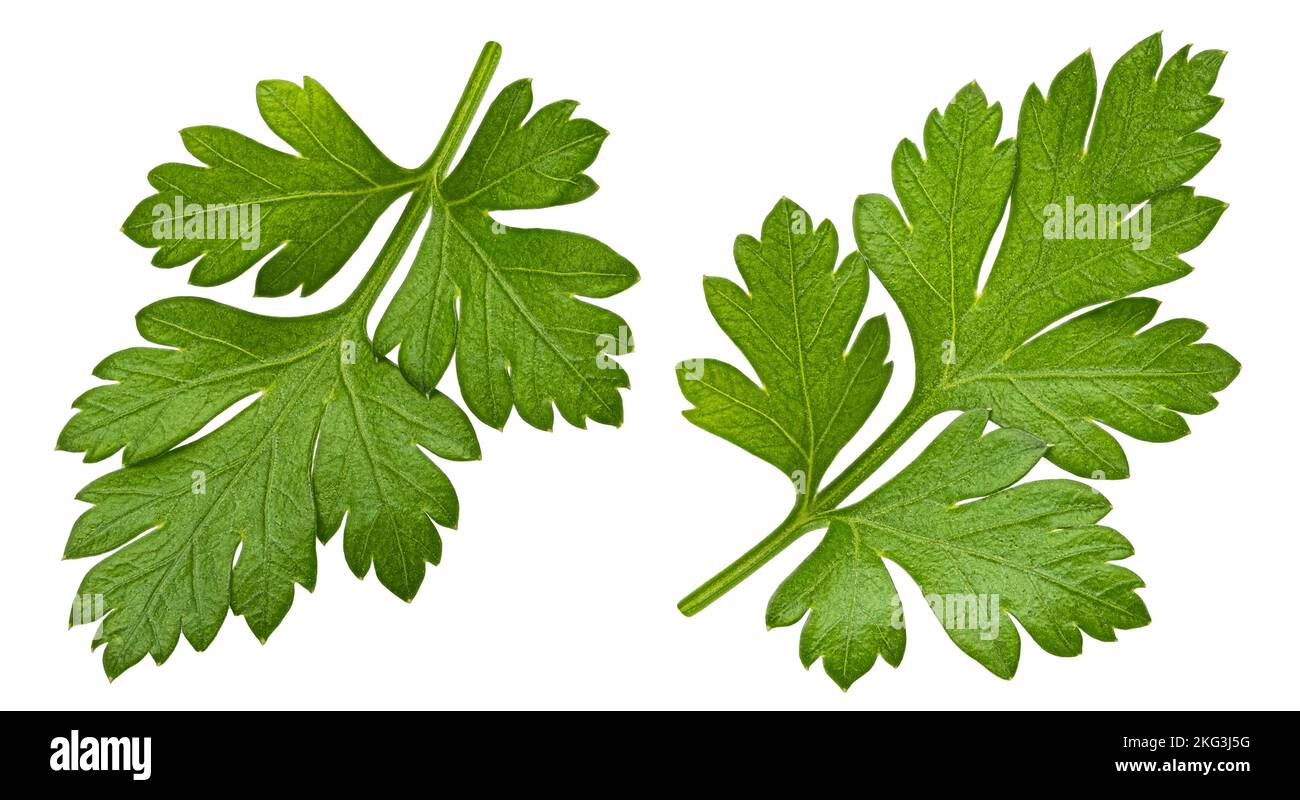 Herb spice package design Cut Out Stock Images & Pictures - Alamy