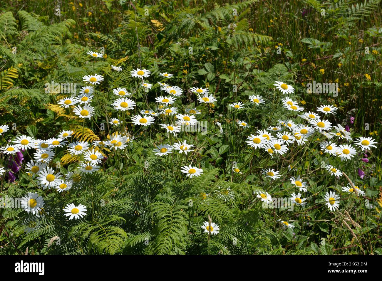 Tall upright, Ox-Eye Daisy, Marguerite, Leucanthemum vulgare, British ...