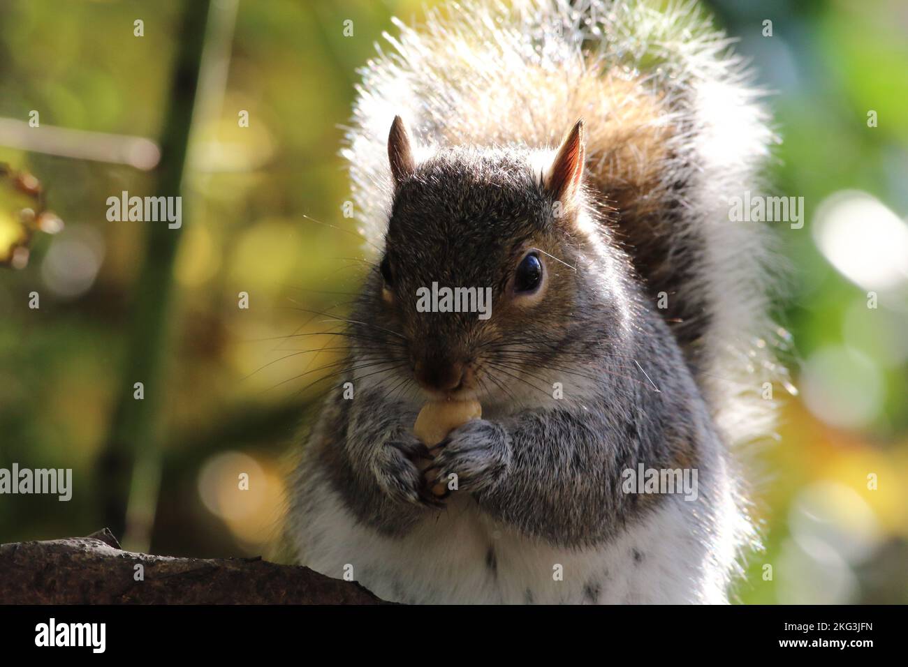 A wild grey squirrel hunting and foraging the the forest. The squirrel ...