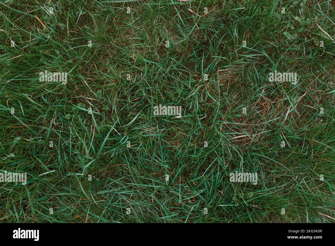 Green grass texture background, Green lawn, Backyard for background ...