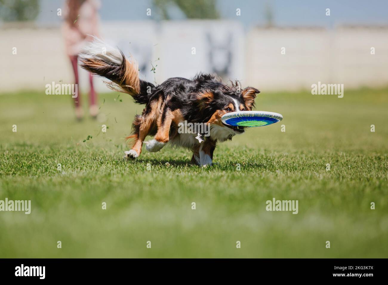 Dog catching flying disk in jump, pet playing outdoors in a park ...