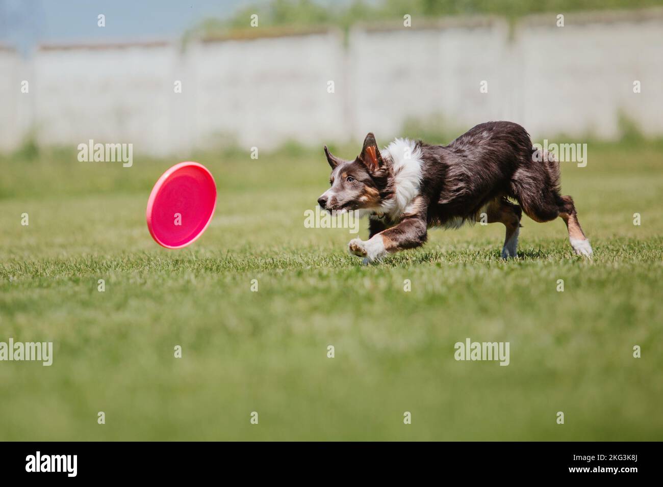 Dog catching flying disk in jump, pet playing outdoors in a park ...