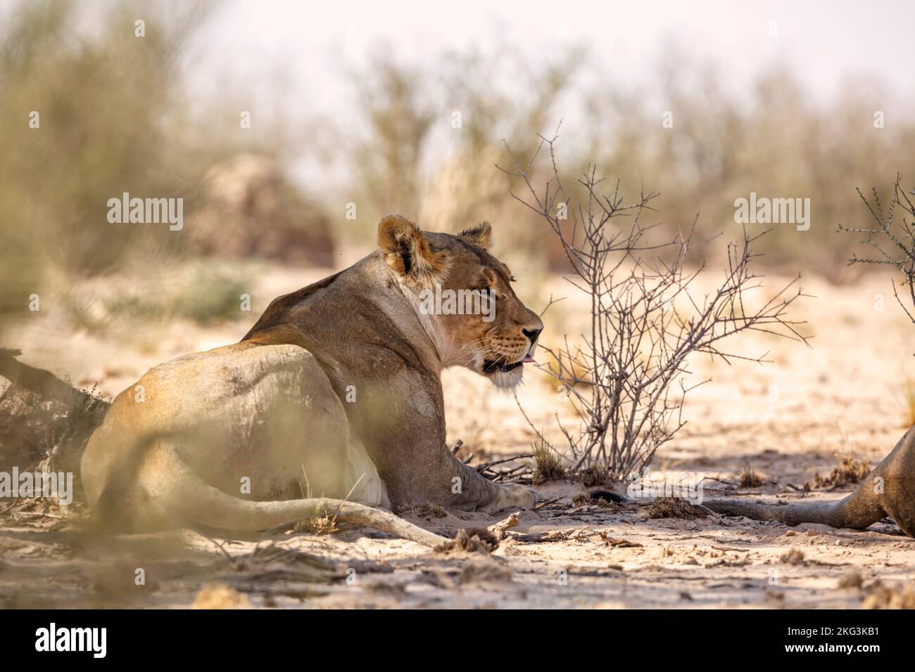 African lioness lying down rear view in Kgalagadi transfrontier park ...