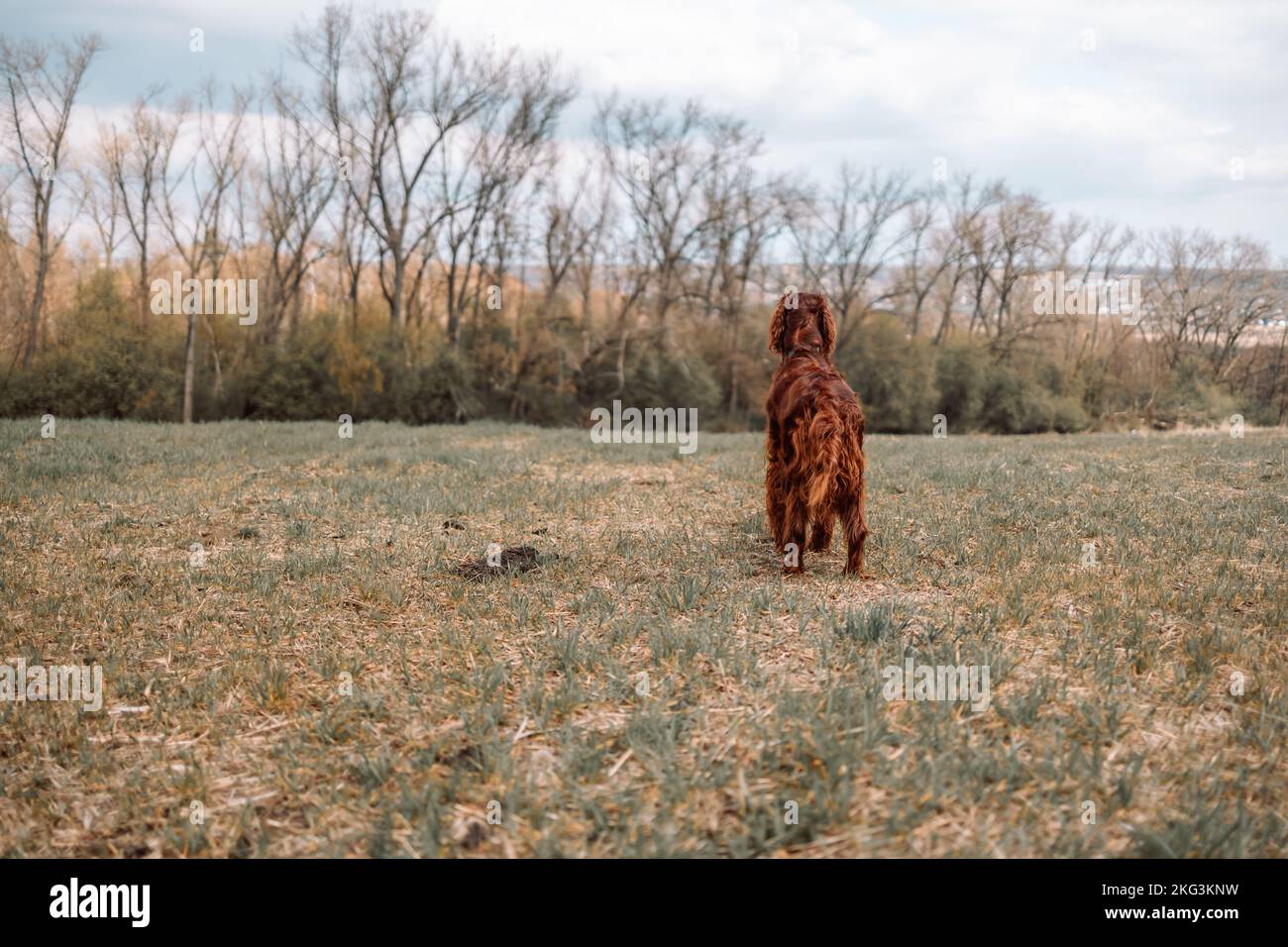 Back view of Irish Setter dog on a walk in an autumn park Stock Photo ...