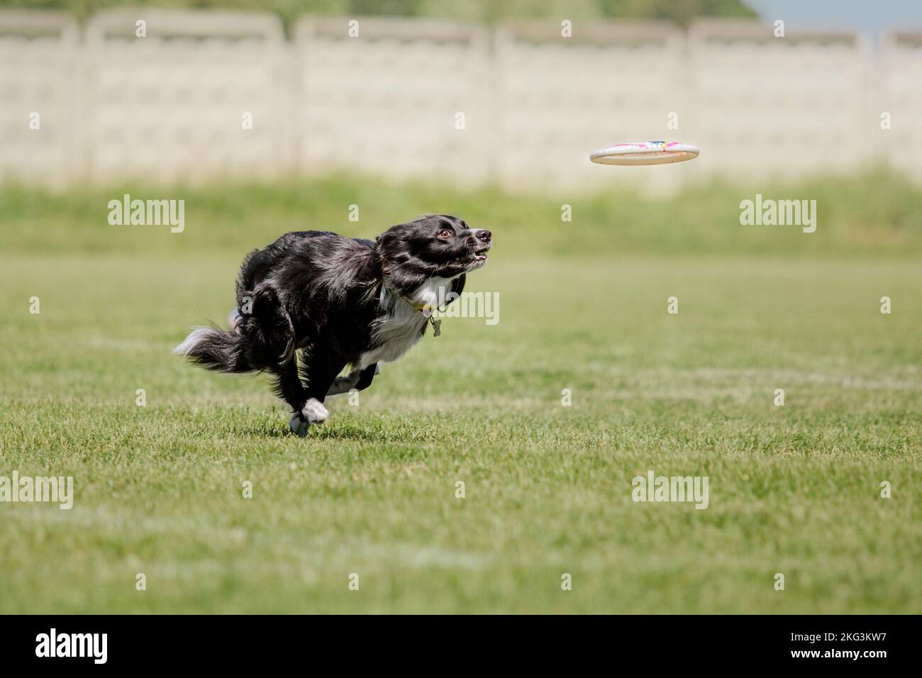 Dog catching flying disk in jump, pet playing outdoors in a park ...