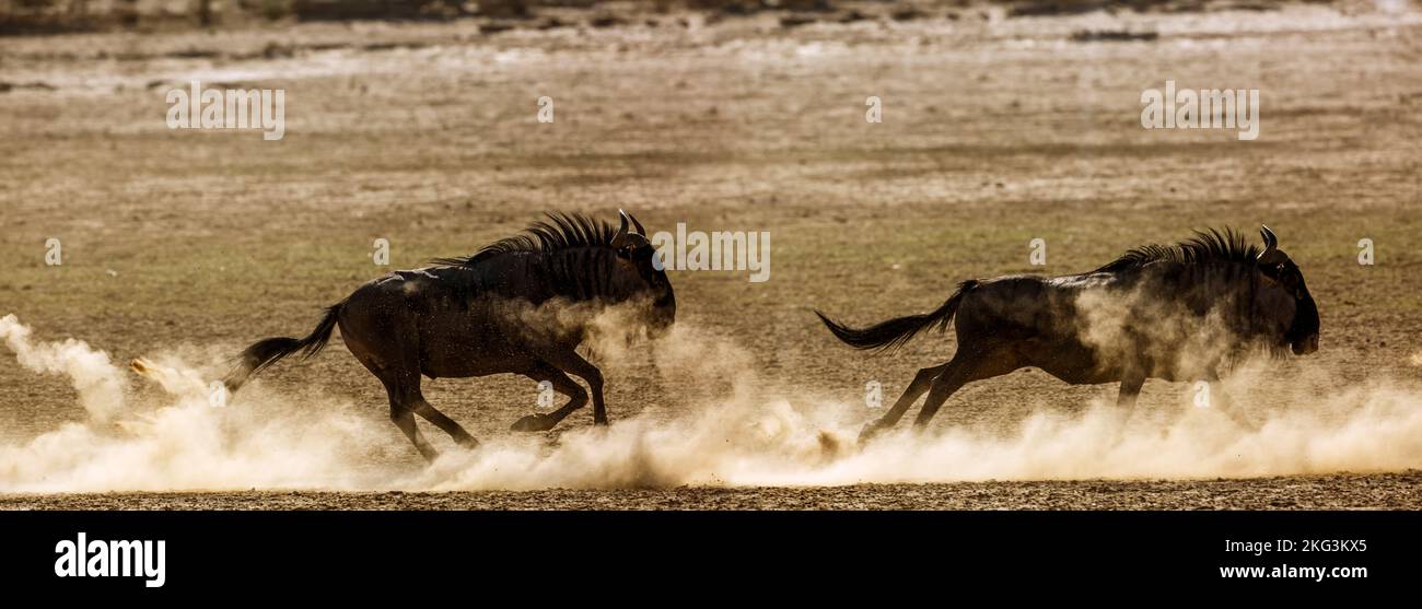 Blue wildebeest running in sand dry land in Kgalagadi transfrontier ...