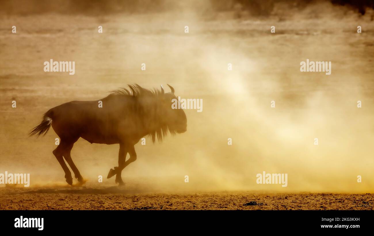 Blue wildebeest running in sand dry land in Kgalagadi transfrontier ...