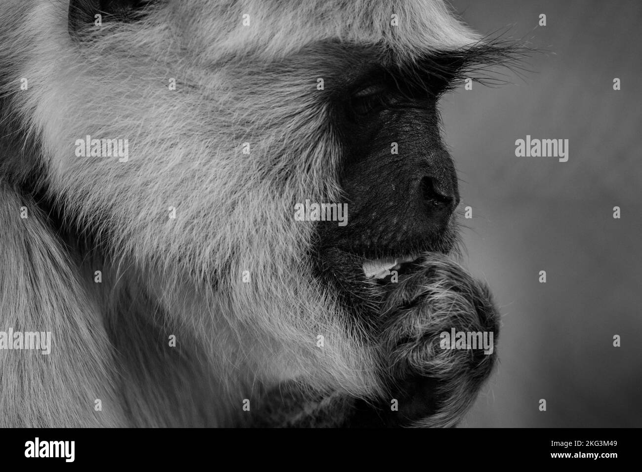 A grayscale shot of a Monkey with a hand on the mouth Stock Photo - Alamy