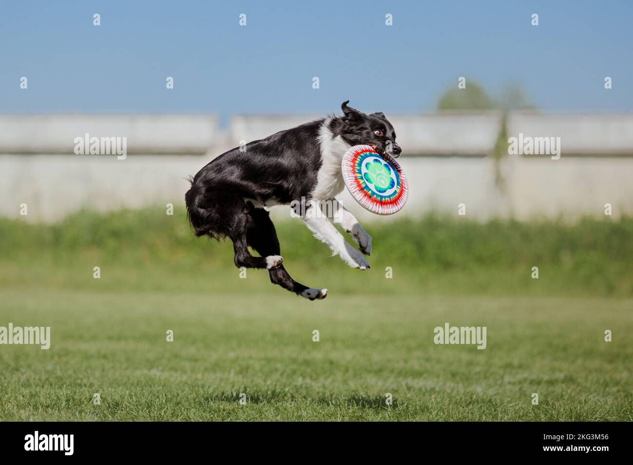 Dog catching flying disk in jump, pet playing outdoors in a park ...