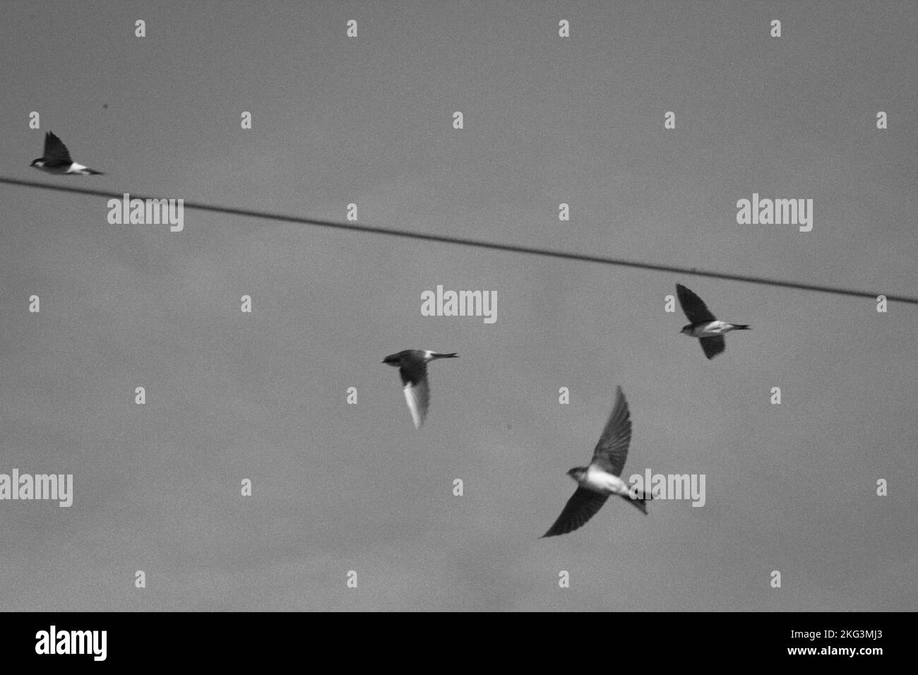 Grayscale bird flying in Black and White Stock Photos & Images - Alamy