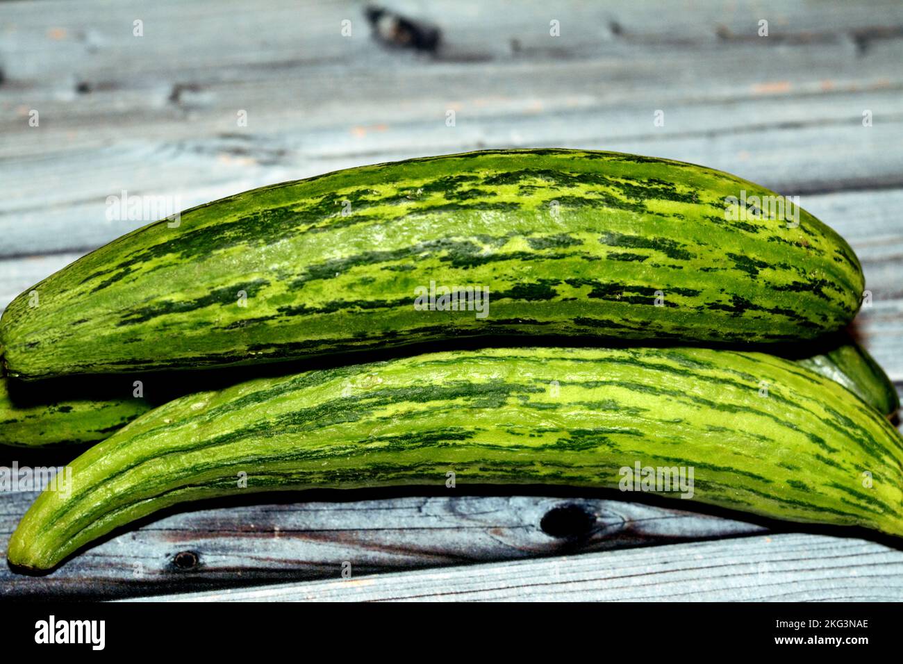 The Armenian cucumber, Cucumis melo var. flexuosus, a type of long ...