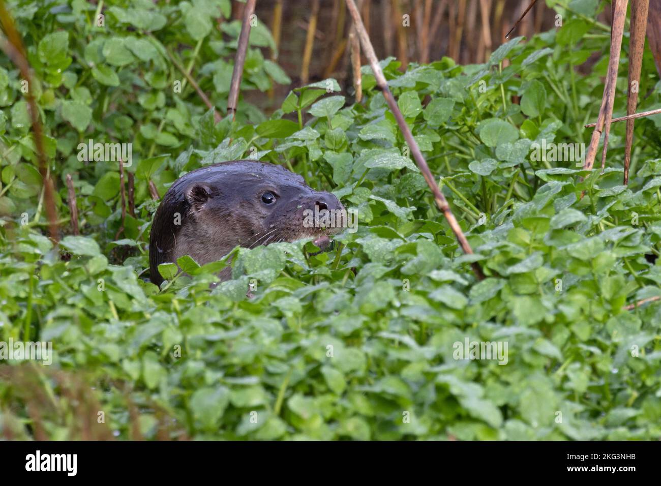 Common Otter (Lutra lutra) peeping Norfolk GB UK November 2022 Stock ...