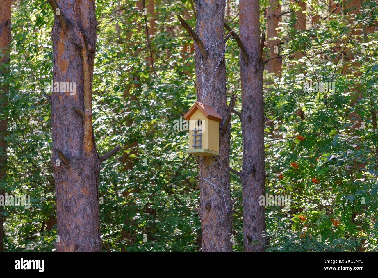 Wooden bird house on tree in the farm park zone. Shelter for bird ...