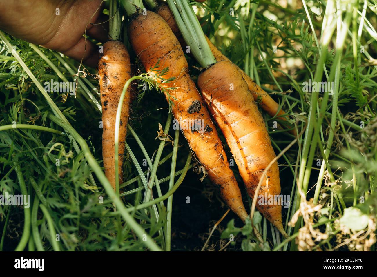 Carrots picked from garden, harvesting season in the garden ...