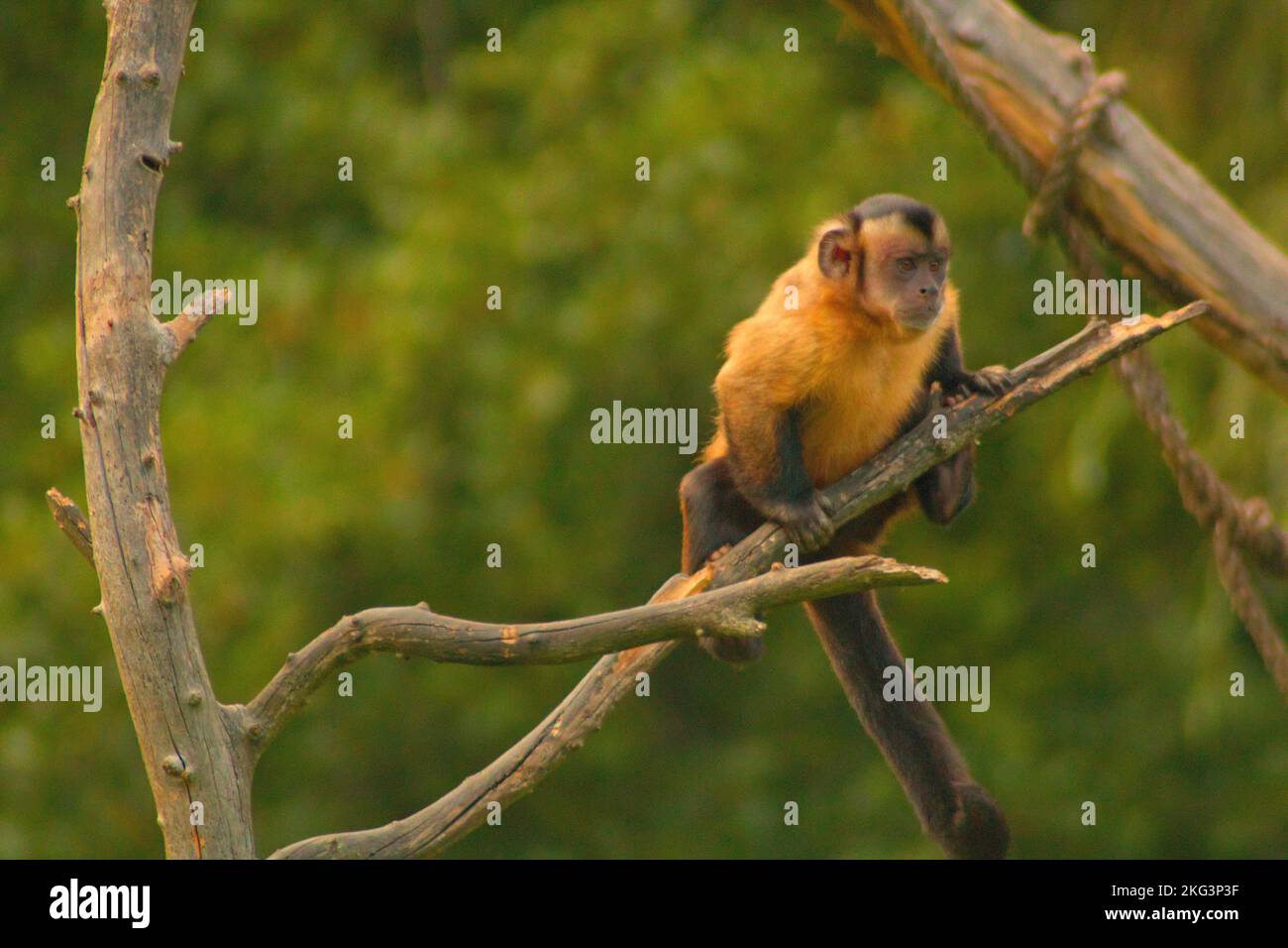 Capuchin in habitat hi-res stock photography and images - Alamy