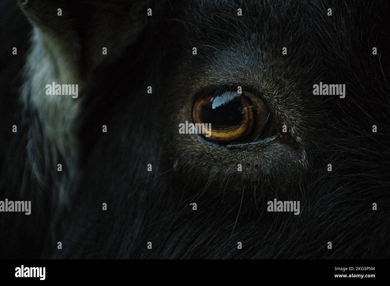 Cow eye reflection hi-res stock photography and images - Alamy