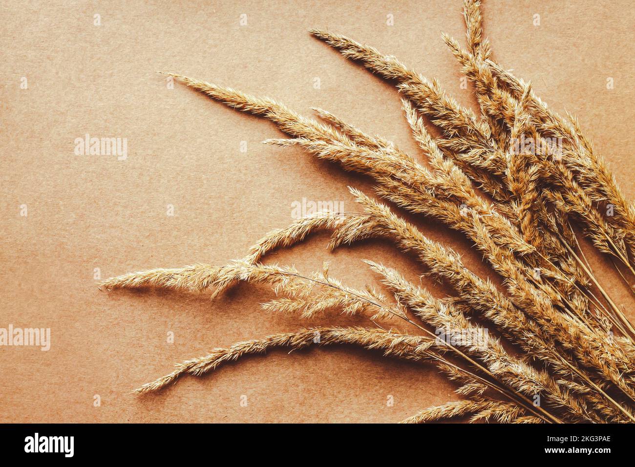Reeds bouquet hi-res stock photography and images - Alamy