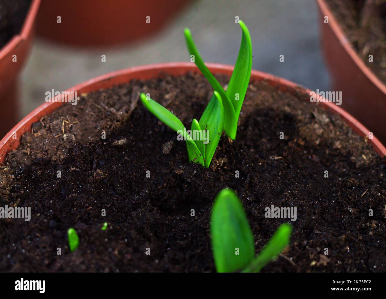 Young green seedling sprout in pot with soil Stock Photo - Alamy